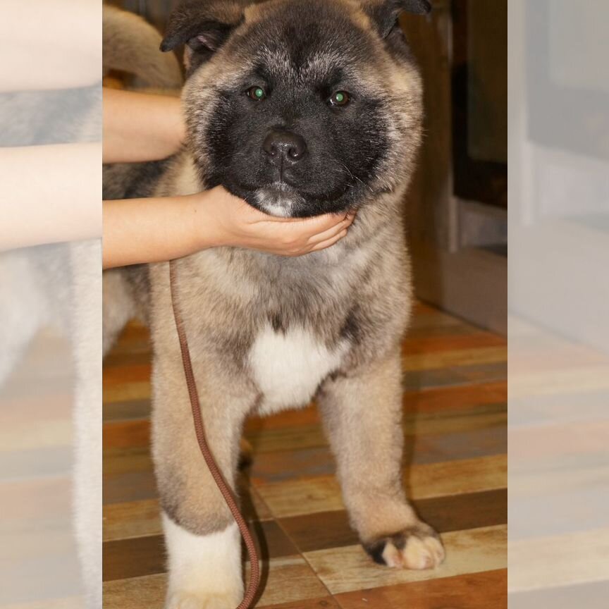 Мальчик американской акиты