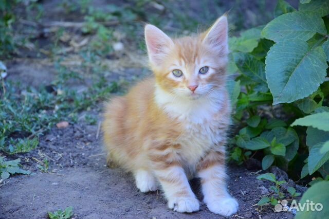 Рыжий котенок