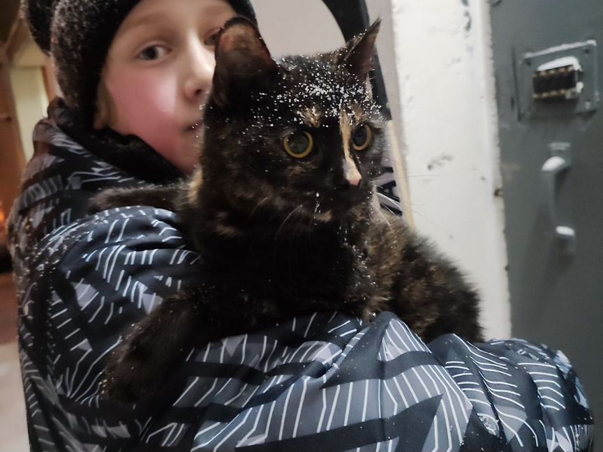 Отдам котенка в добрые руки метис, девочка 3мес