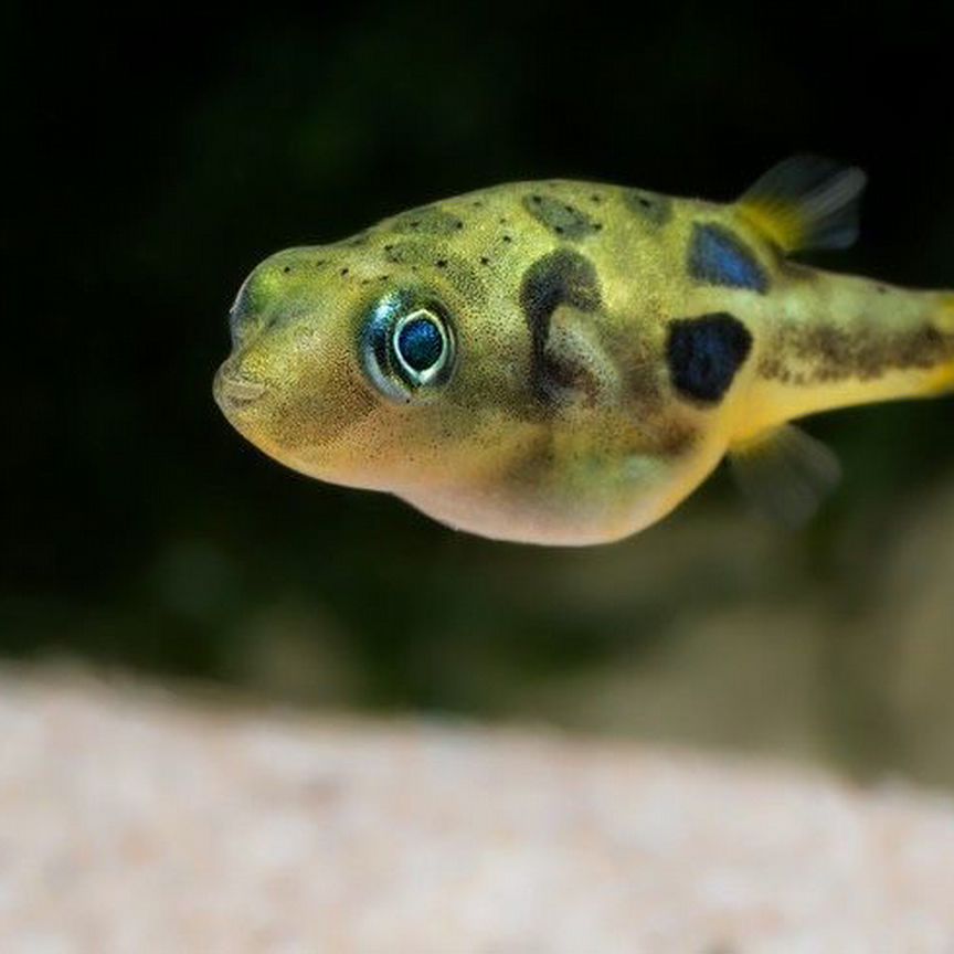 Тетраодон карликовый