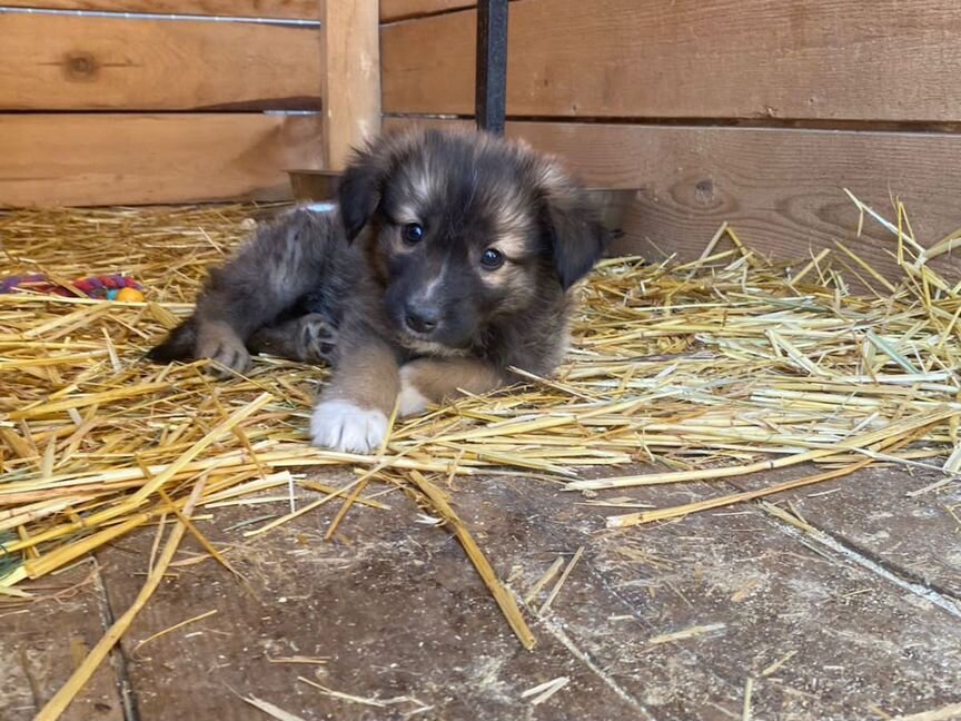 Славные малыши 1,5 мес