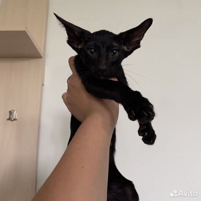 Ориентальные котятки