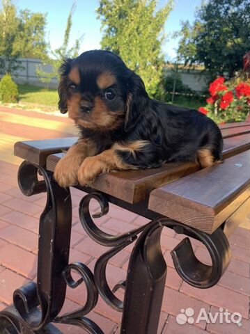 Красотка кавалер кинг чарльз спаниель