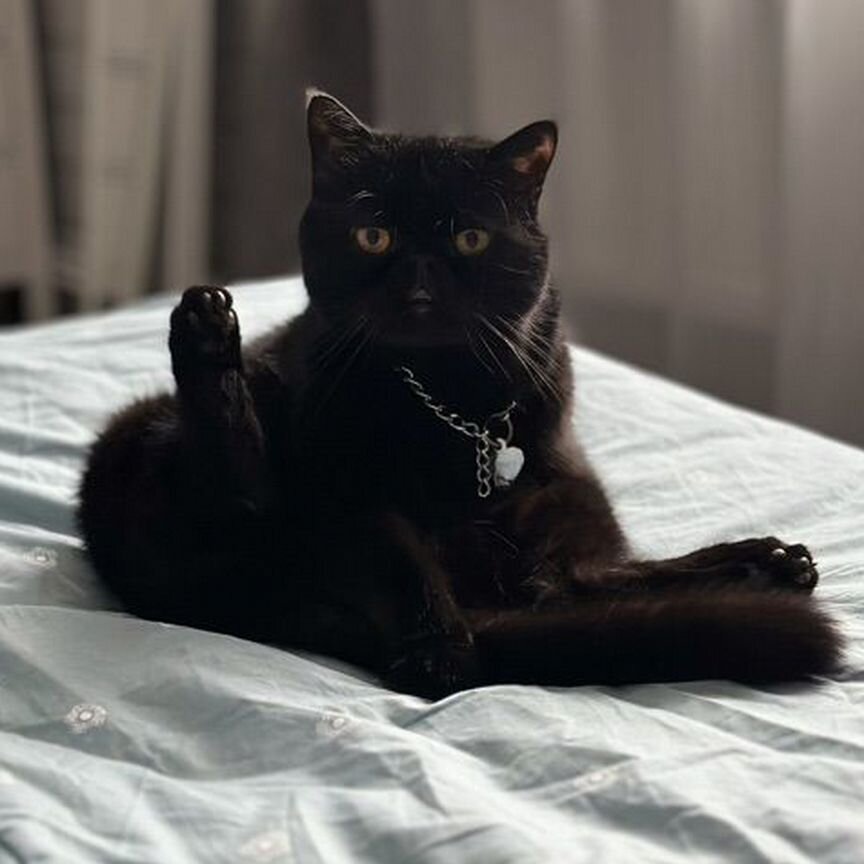 Котик в добрые руки