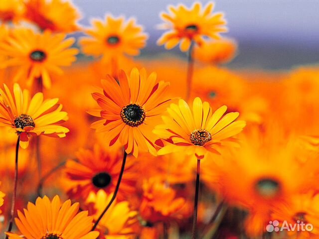 Отдам в добрые руки 3 красноухие черепахи вместе