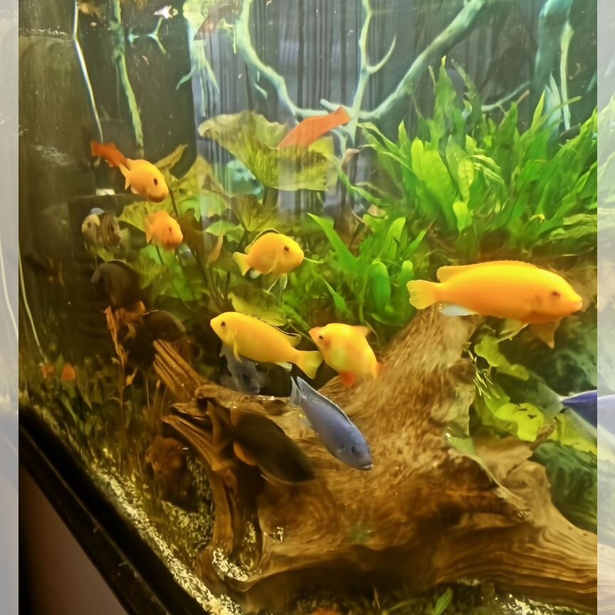 Аквариумные рыбки