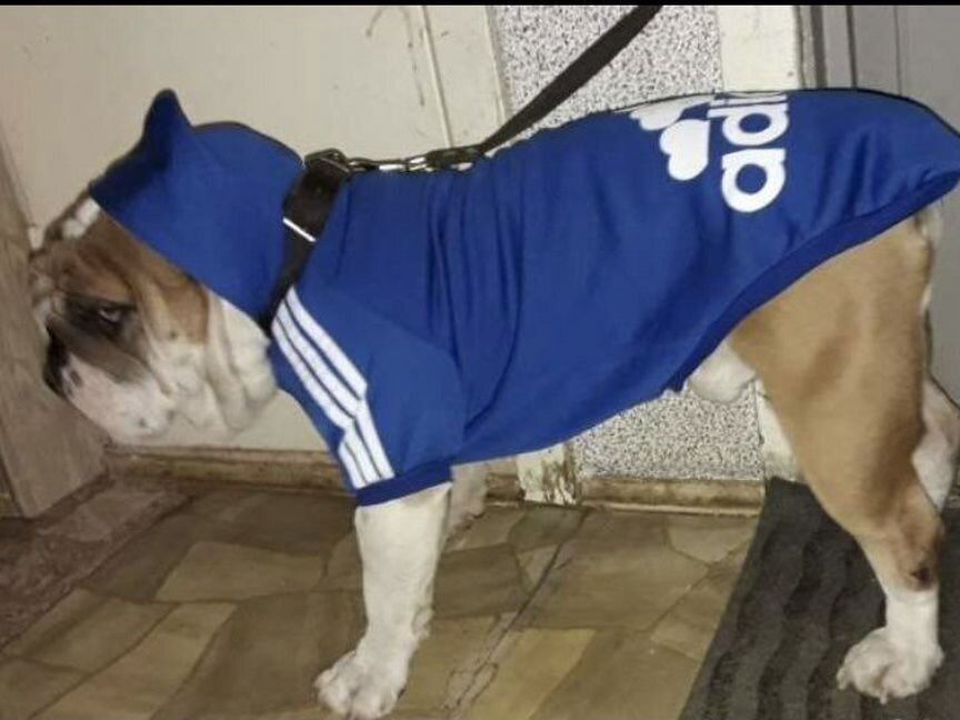 Кофточка для собаки