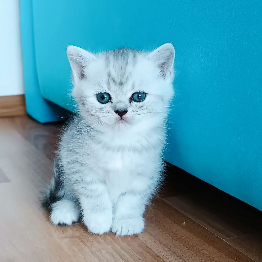 Шотландская