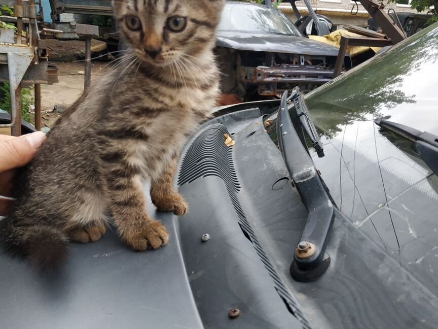 Отдам котенка (кошечка) 2,5 мес. в добрые руки