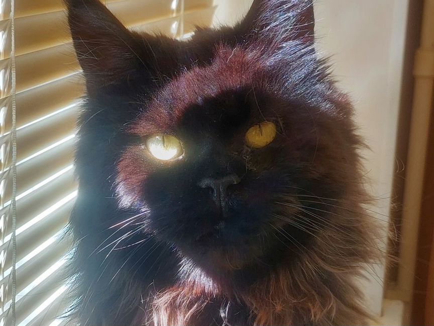 Отдадим мейн-кун в добрые руки