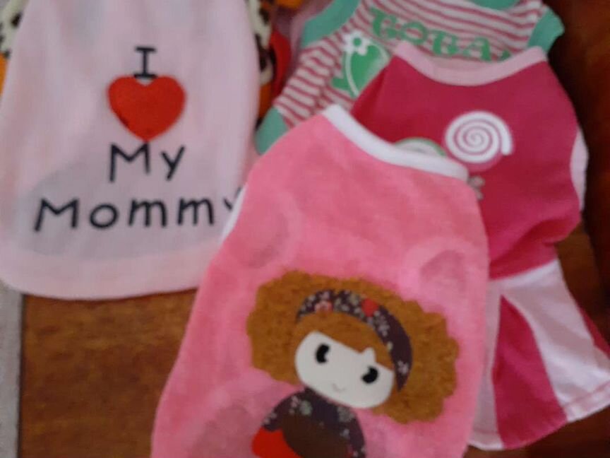 Одежда для mini чихуа