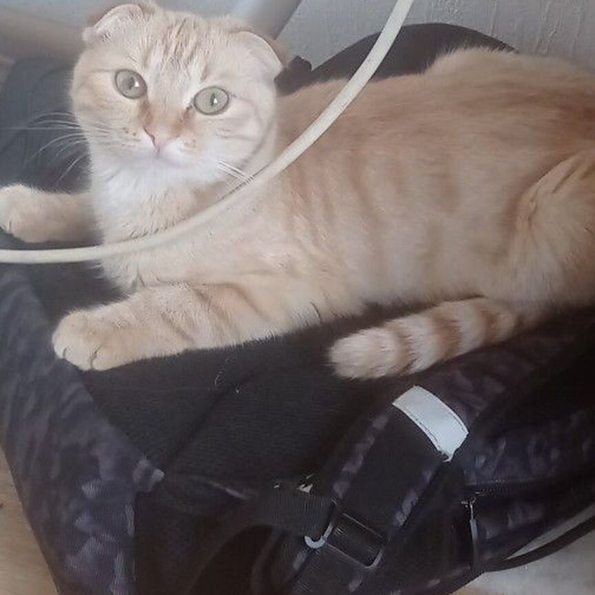 Кошечка вислоухая