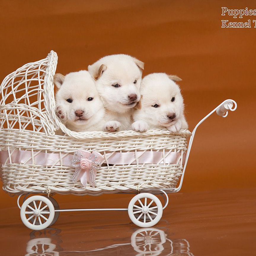 Щенки Мамесиба (Mameshiba )