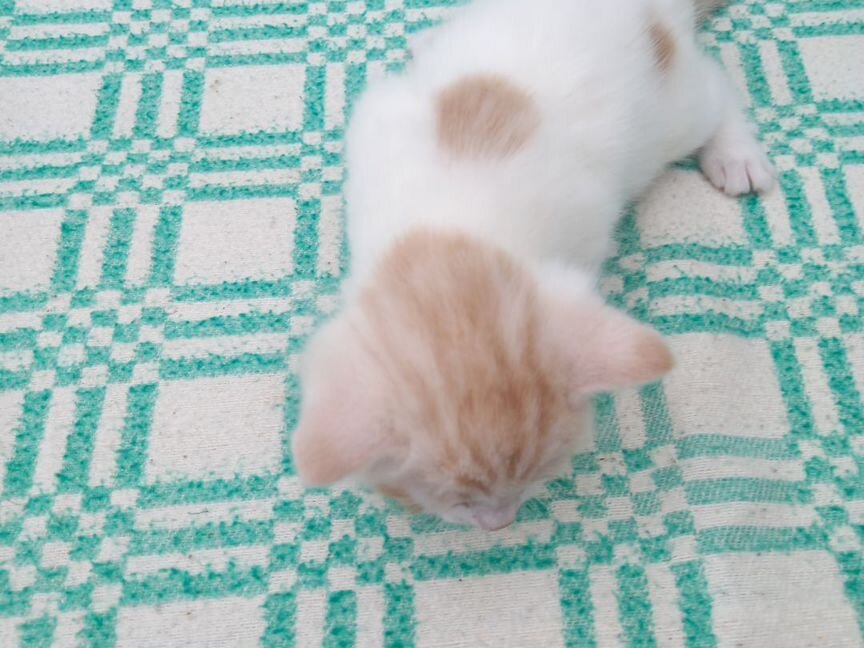 Метис Мейн-кун в добрые руки