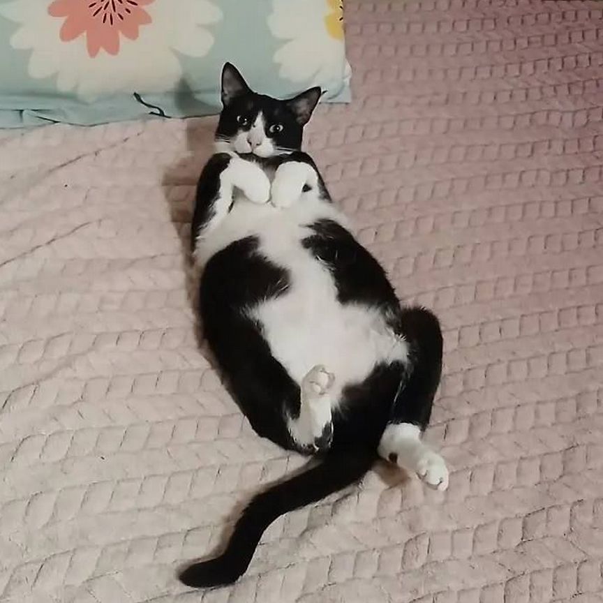 Взрослая, кошка в добрые руки