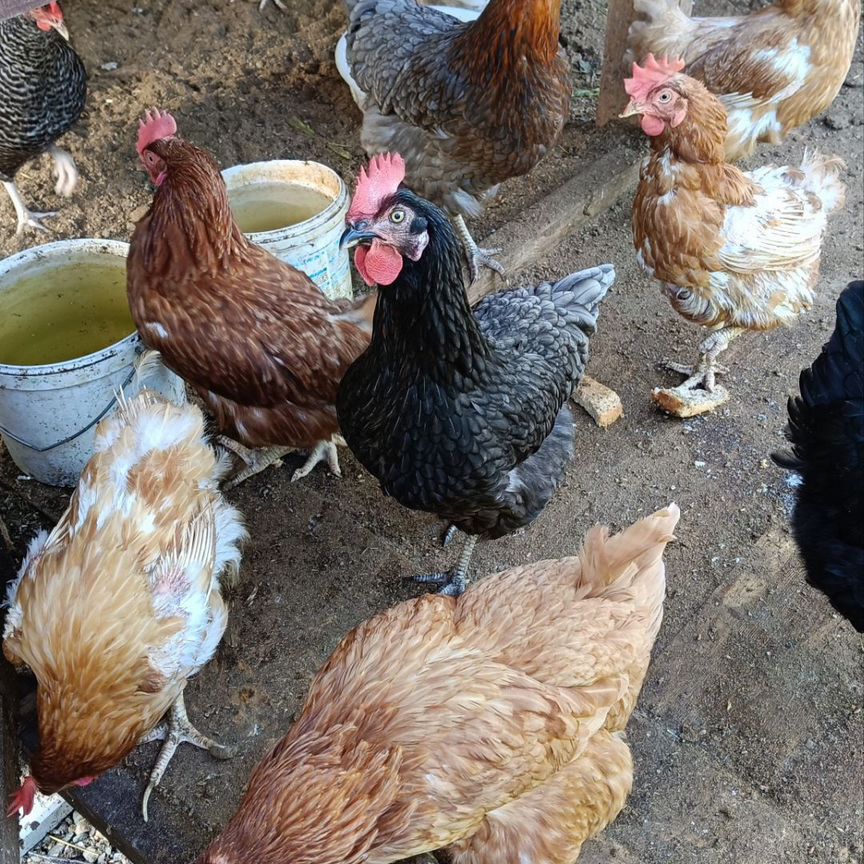 Куры молодки несушки доминант