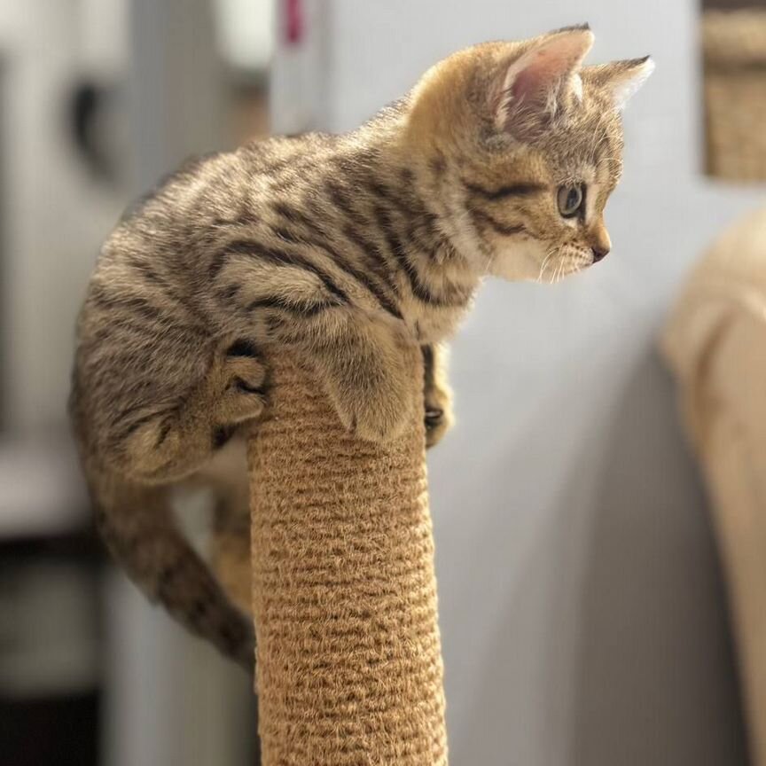 Британские котята Мальчик