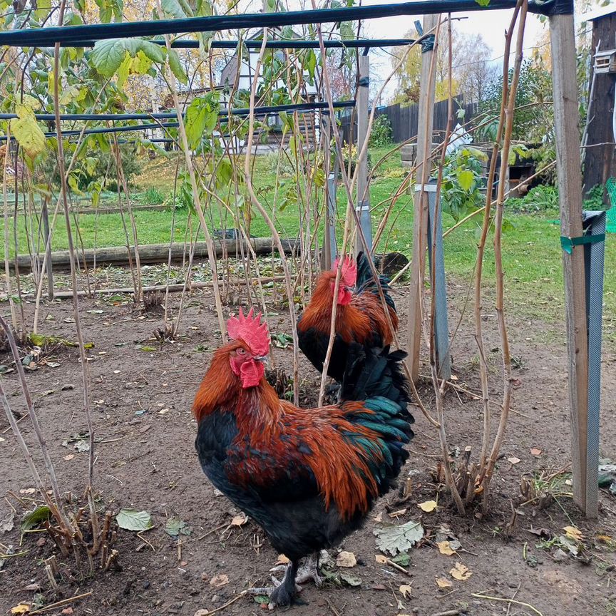 Петухи на племя