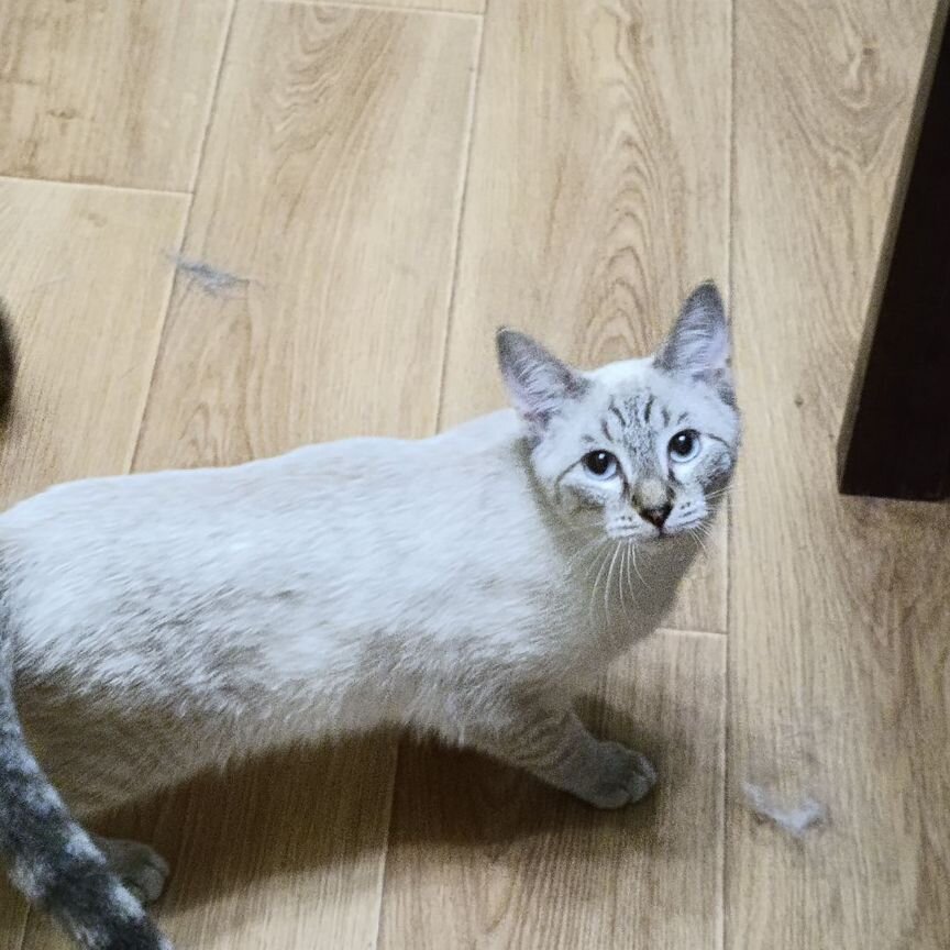 Котенок тайского окраса