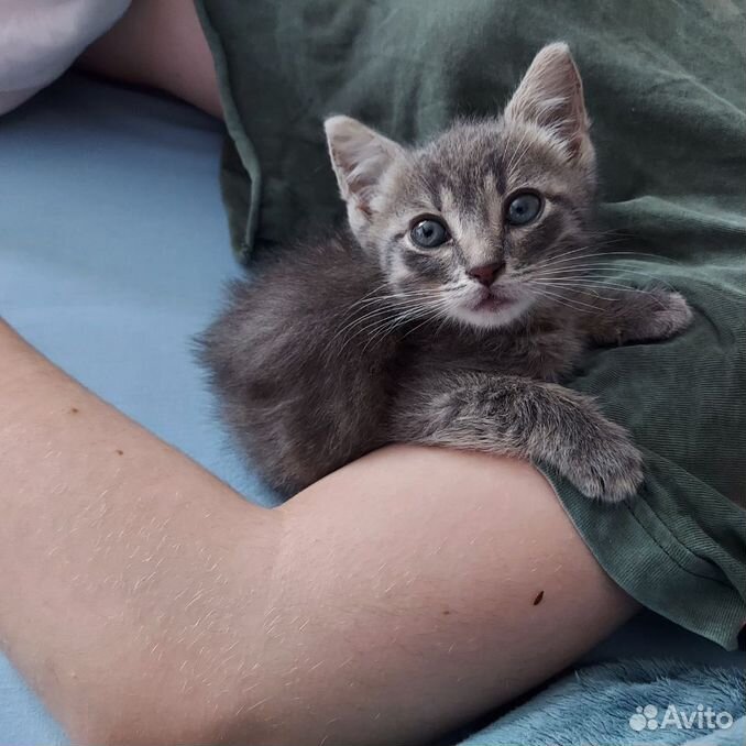 Котик бархатный животик