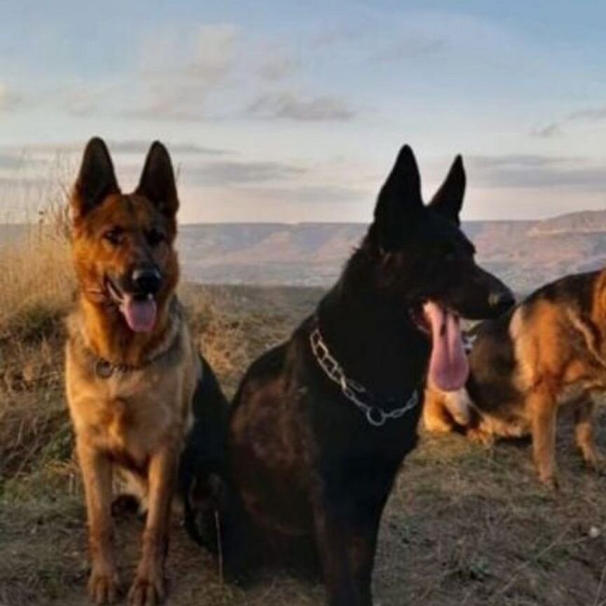 Немецкая овчарка