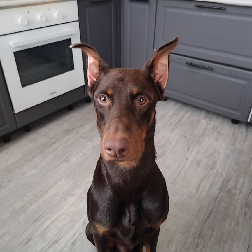 Собака доберман