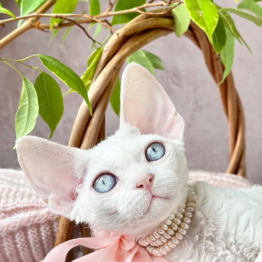 Девон рекс кошка