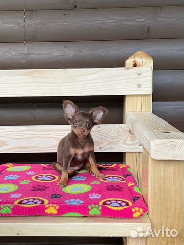 Тойчик длинношёрстный