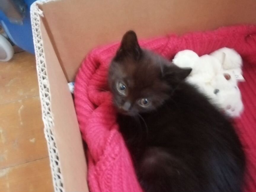 Черный котенок в добрые руки