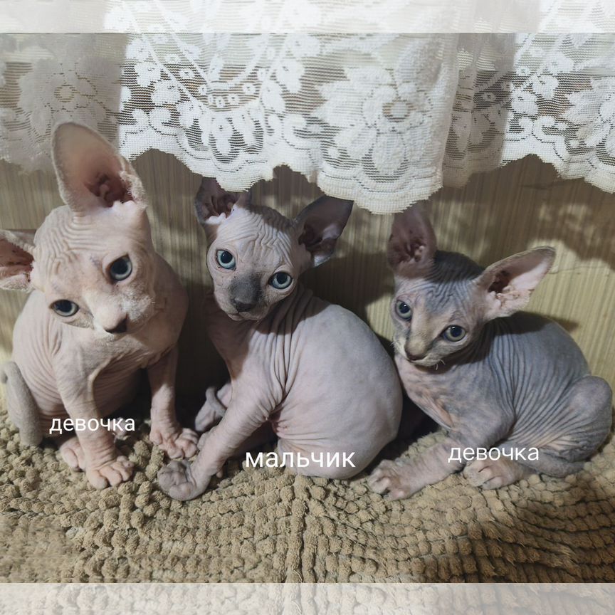 Канадский сфинкс котёнок