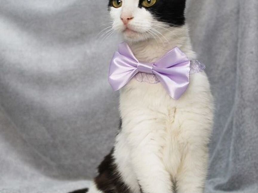 Кошечка Ванесса в хорошую семью бесплатно