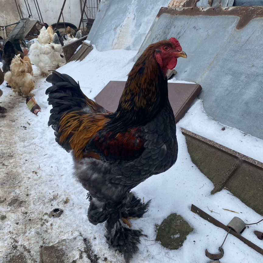 Инкубационное яйцо