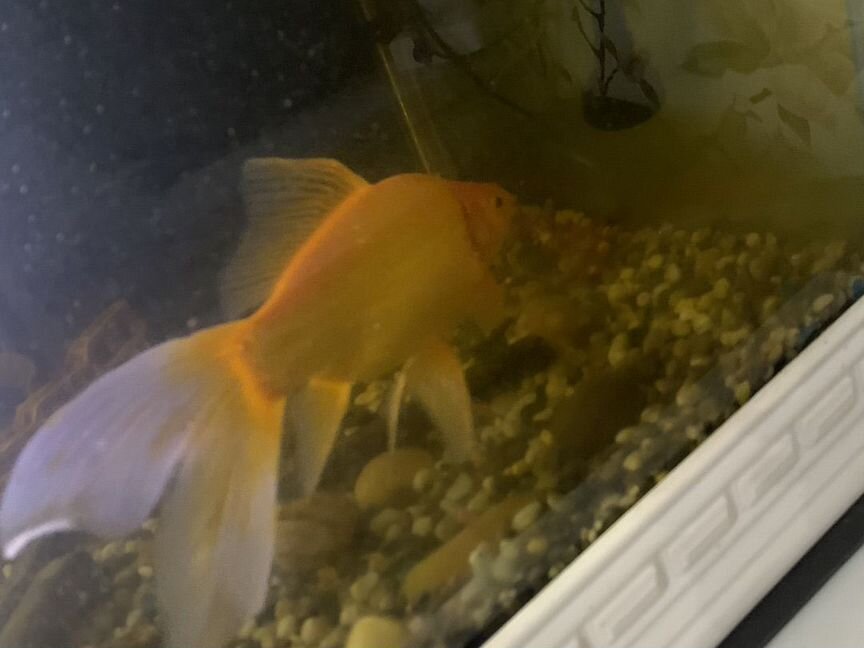 Красивый карась