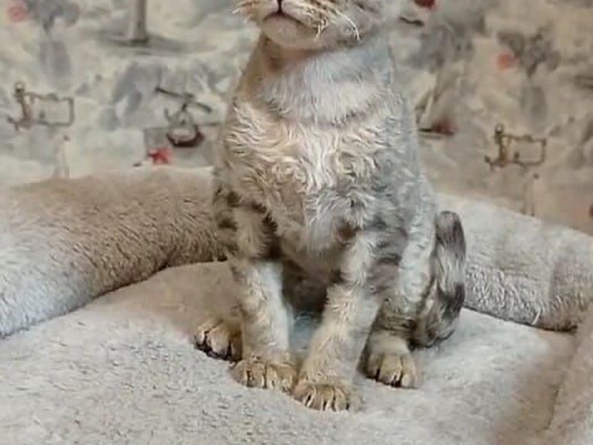 Девон рэкс котенок