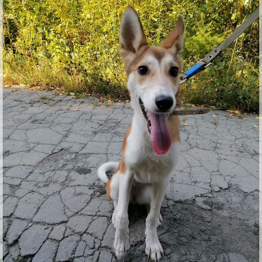 Собачка превратилась в скелет после развода хозяев