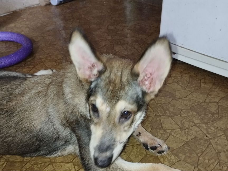 Щенок в добрые руки