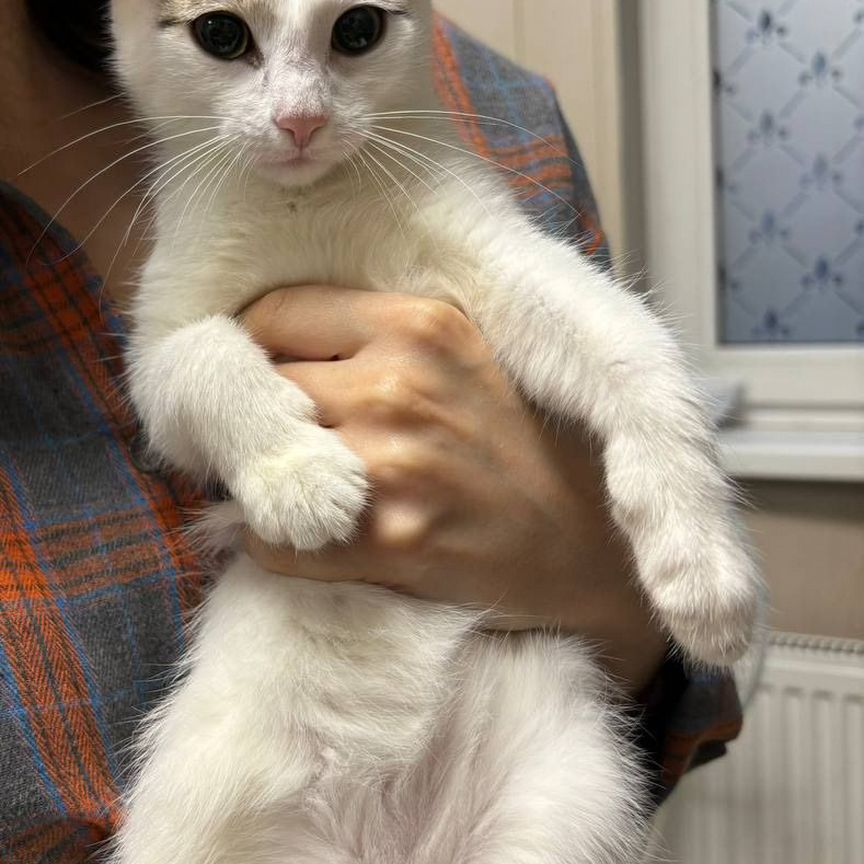 Котенок
