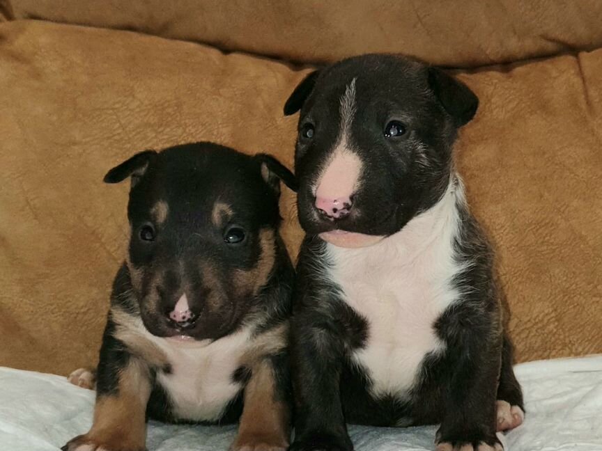 Щенки Миниатюрного Бультерьера