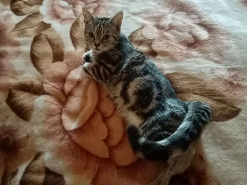 Ищу кота для спаривания