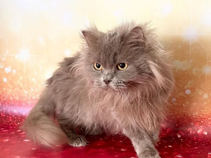 Красивая британская кошечка