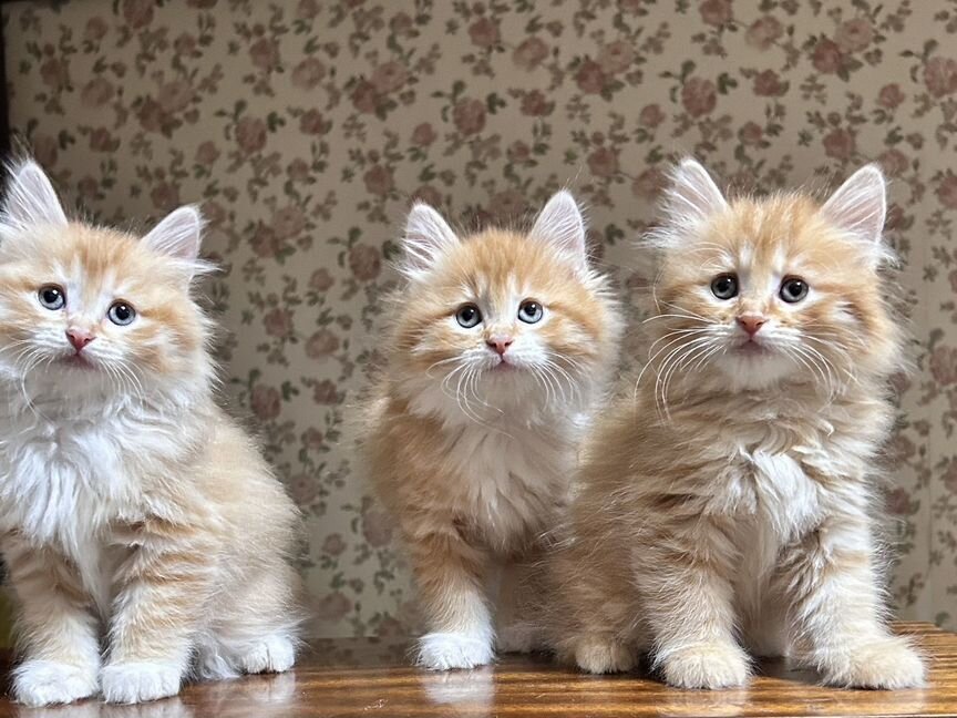 Курильский бобтейл.Котята