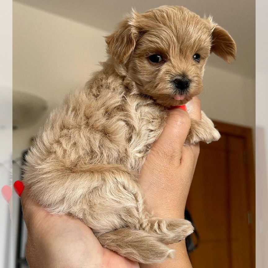 Мальтипу, щенок