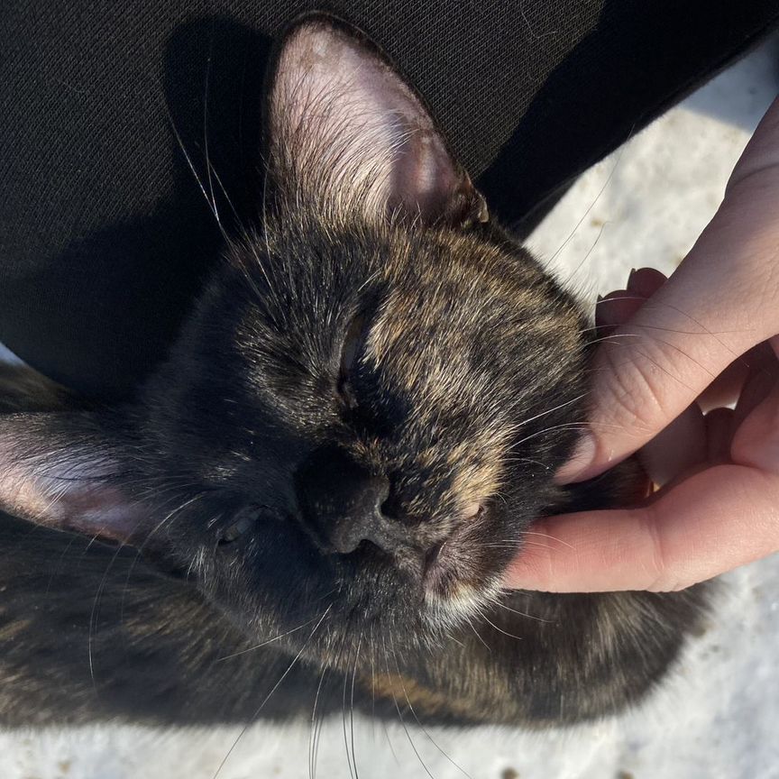 Котенок бездомный в добрые руки