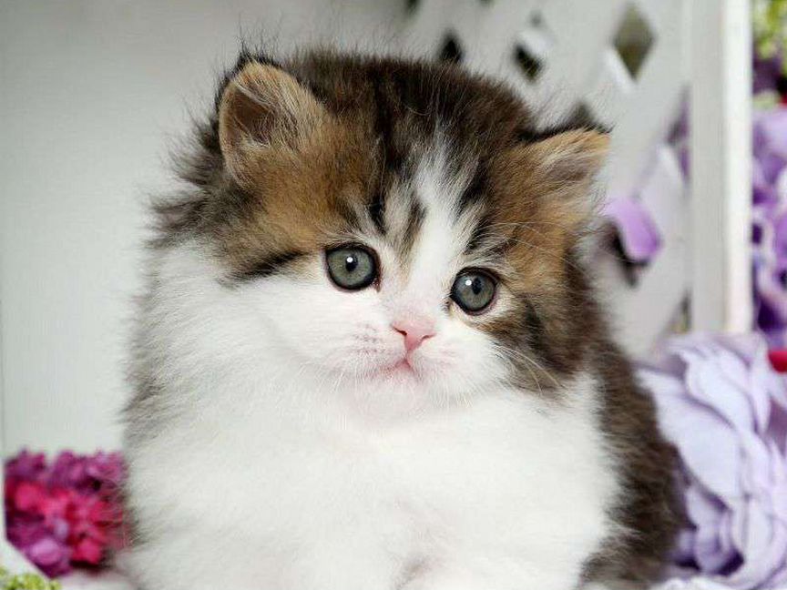 Котята и взрослые