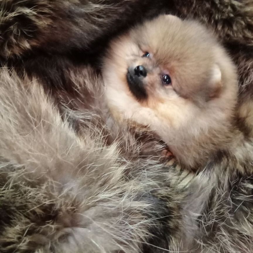 Померанский шпиц