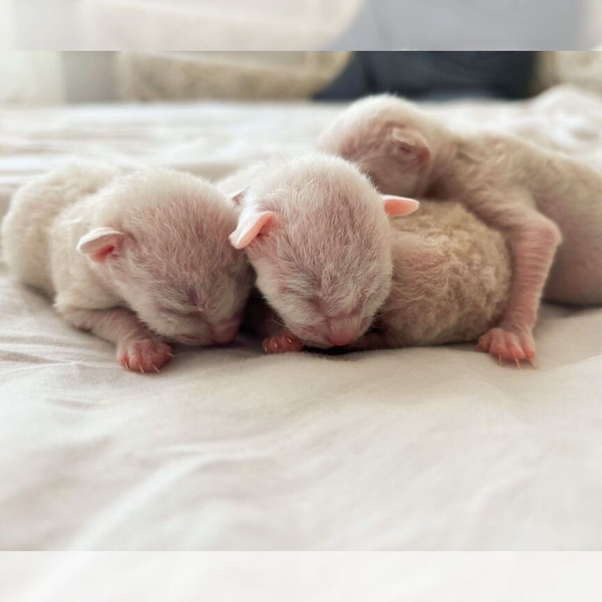 Корниш-рекс котёнок