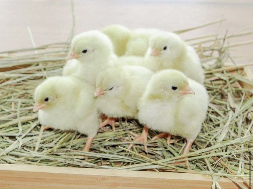 Цыплята бройлерные