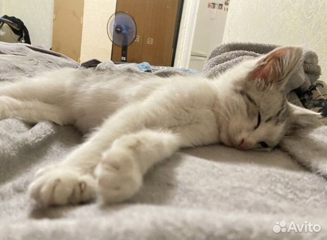Котенок девочка в добрые руки