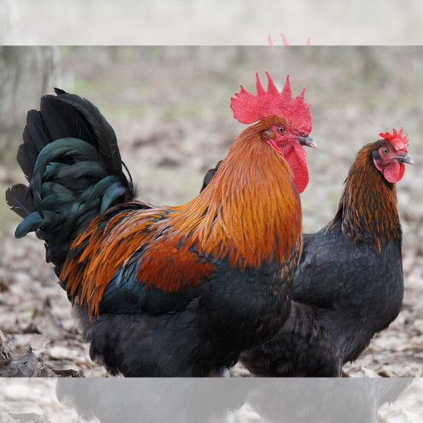 Петух, порода Моран