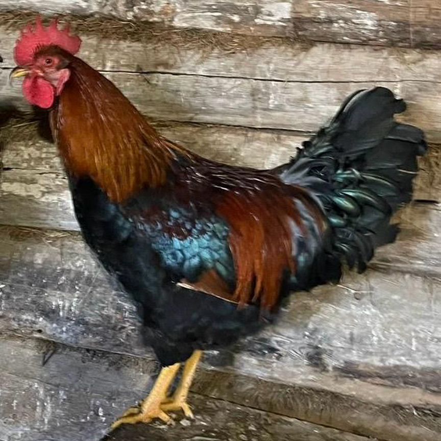 Петухи большие харошие если купите не пожелеете